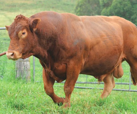 Bull Health | Zoetis AU